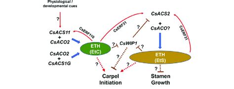 3 An Interaction Model Of The Major Genes In Cucumber Sex Download