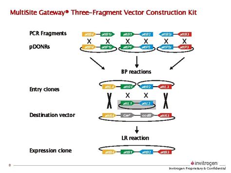 The Gateway Cloning System Cloning Multiple Fragments Into