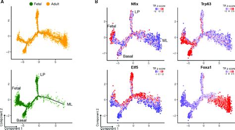 Pseudotime Ordering Of Single Cell Tf Profile Infers The Mammary Download Scientific Diagram