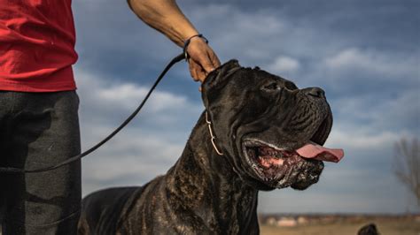 Why Is My Cane Corso Aggressive Towards Other Dogs Hubpages