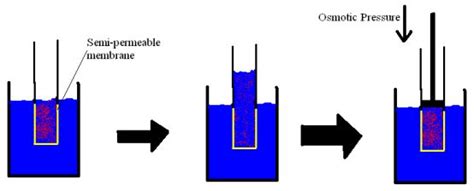 Difference Between Isosmotic Hyperosmotic And Hypoosmotic