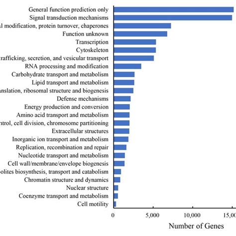 Clusters Of Kog Functional Classifications Download Scientific Diagram