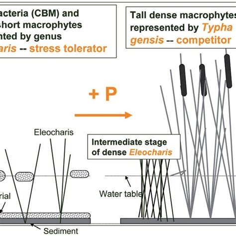Pdf The Role Of Macrophytes In Wetland Ecosystems