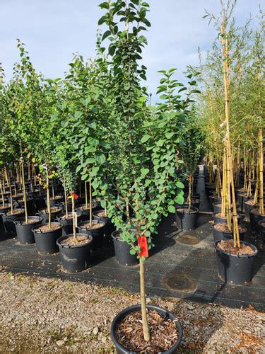 Cercidiphyllum Japonicum Biringer Hannas Heart Hannas Heart