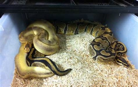 Ball Pythons Husbandry Breeding And Morphs Ultimate Exotics