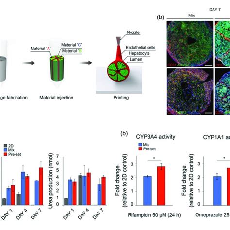 PDF D Bioprinting Based Vascularized Tissue Models Mimicking Tissue Specific Architecture And