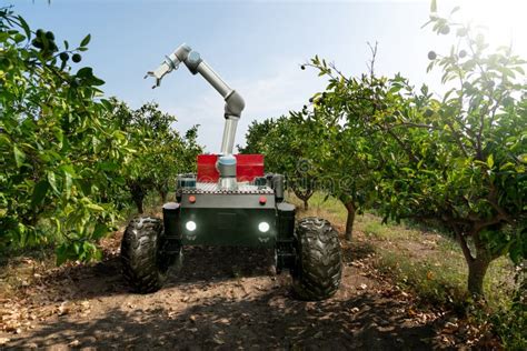 Autonomous Robot Harvester With Robotic Arm Harvesting Fruits On A Smart Farm Stock Image
