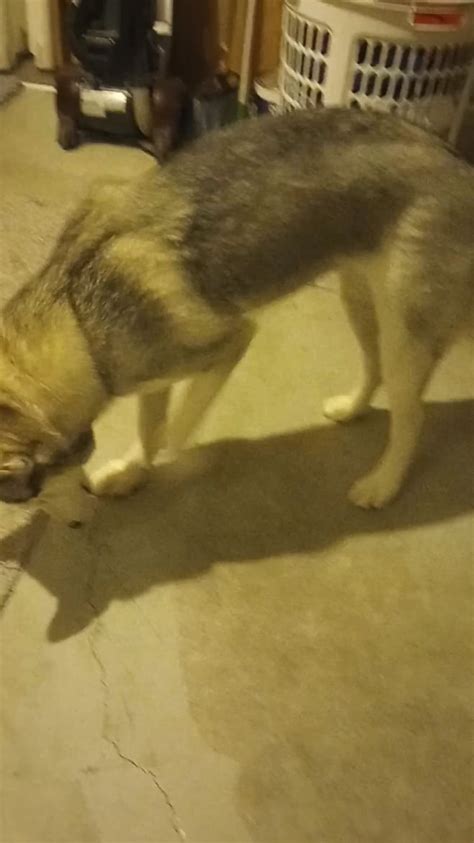 Keep Digging Maya Lol Rsiberianhusky