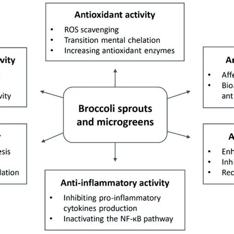 Pdf Bioactive Compounds And Bioactivities Of Brassica Oleracea L Var