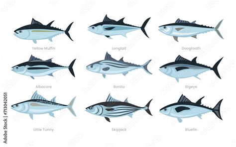 Different Types Of Tuna Fish Set Collection Various Domestic Tuna