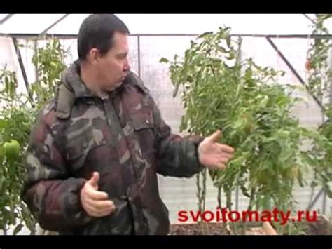 Томаты (помидоры) Урожай томатов в октябре - YouTube