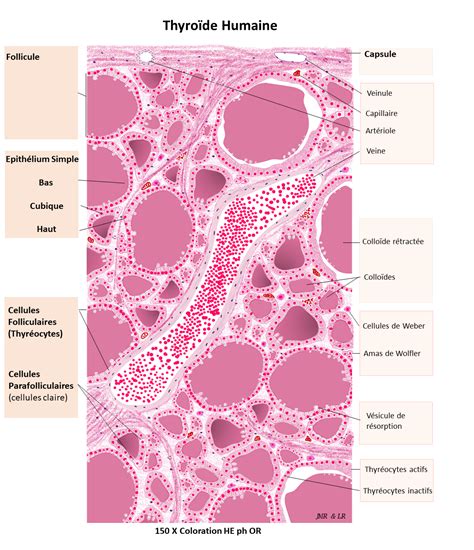 Histologie Et Pathologie Des Organes