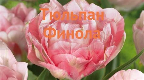 Тюльпан махровый Финола (tyulpan-finola) 🌿 тюльпан Финола обзор: как ...