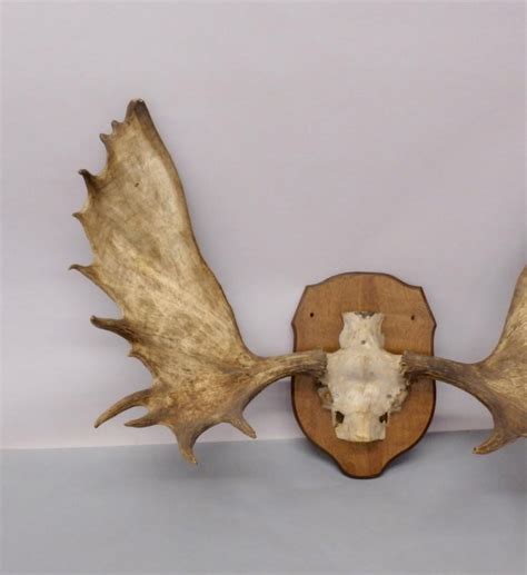 Mounted Moose Antlers