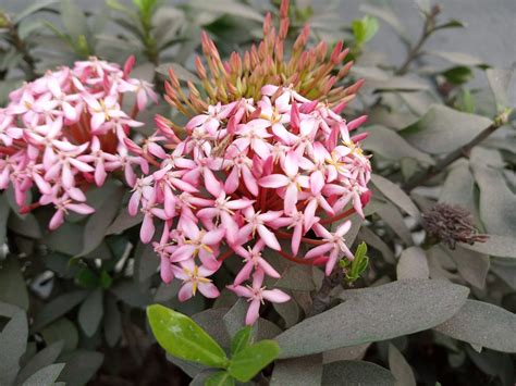 Infinix Smart Review Does It Offer The Best Value Gadgets