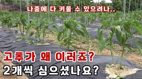 고추가 왜 이러죠 2개씩 심었다 Youtube
