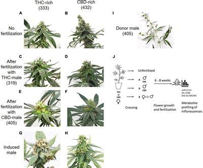 Different Types Of Weed Plants