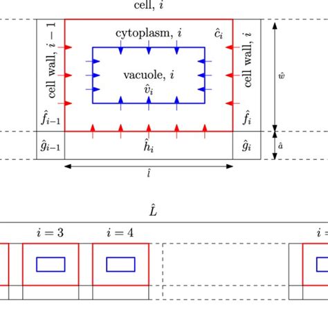 Schematic Of A File That Consists Of Repeating Cell Units Red Arrows Download Scientific