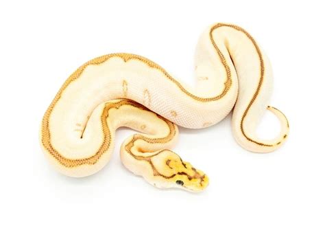 Lesserbee Clown Ball Python By Bradford Cole Ball Python Pet Snake Lesserbee Clown Ball Python By Bradford Cole Ball Python Pet Snake