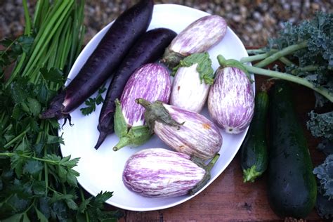 3 Signs Your Eggplant Is Ready To Harvest • Gardenary