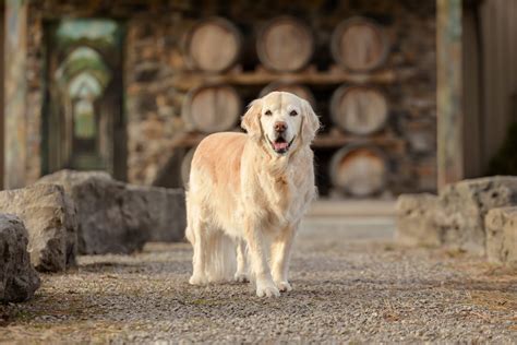 Dog Photography - Indigo Pet Photography