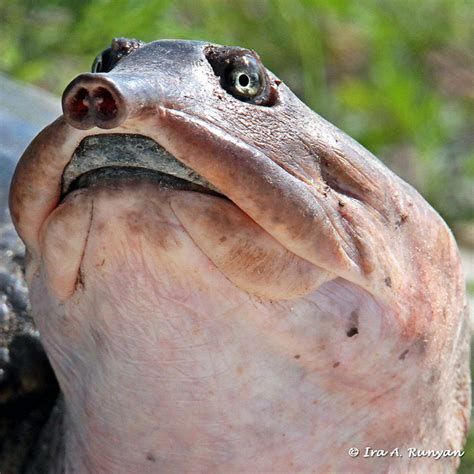 A Softshell Turtle Can Be Dangerous Florida Wildlife Nature Photography Forum