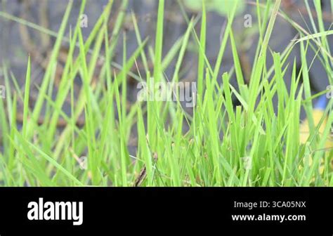 Desmostachya Bipinnata Grass Its Common Names Halfa Grassbig