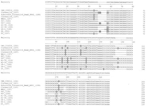dna sequence alignment of different cotton backgrounds from cir316