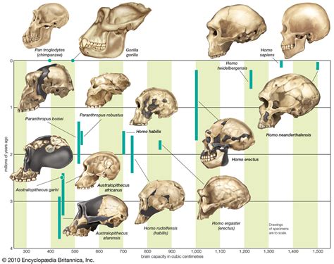 Fossils Human Evolution Apes To Us