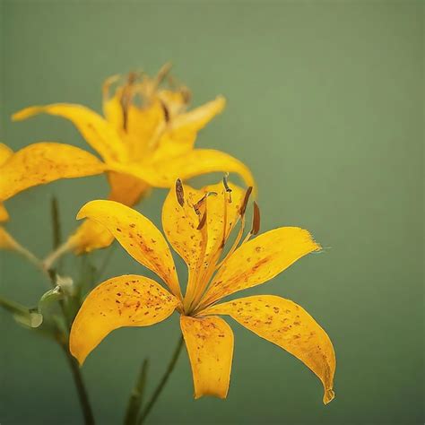 Page 2 Lucy Flower Vectors And Illustrations For Free Download