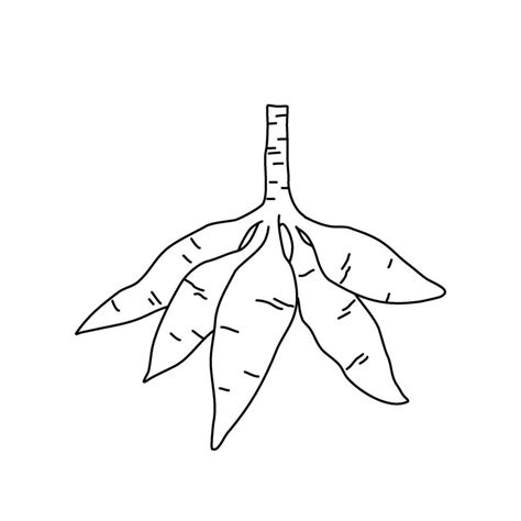 Hand Drawn Sketch Of Cassava Roots Element 54314334 Vector Art At Vecteezy