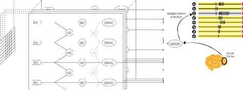 Figure 3 From A Novel Artificial Visual System For Motion Direction Detection In Grayscale