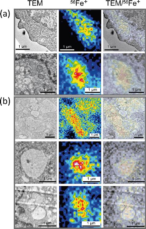 a summary of selected rois from three analyzed cells treated with 500