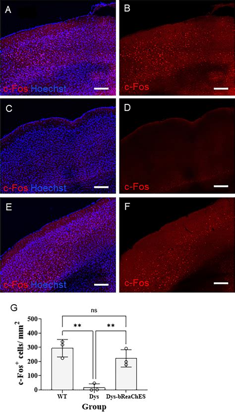 Neural Activation Of The Visual Cortex As Measured By C Fos Expression Download Scientific