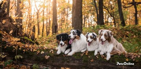 Australian Shepherd Temperament And Personality Traits Pets Online