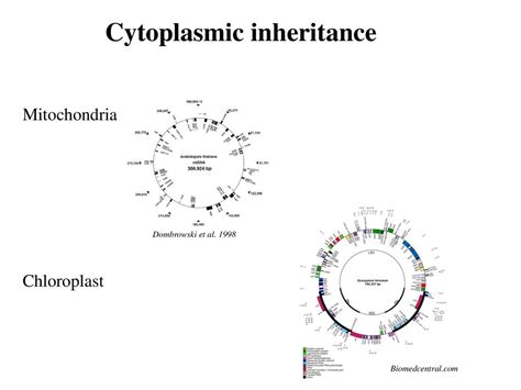 Generations And Mendel Ppt Download