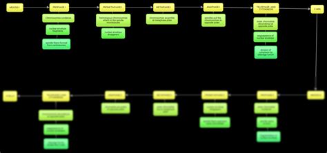 SOLUTION: Meiosis flowchart - Studypool