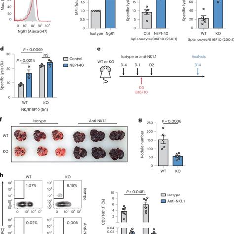 Ngr1 Is A Negative Regulator In Tumor Control A Schematic Of