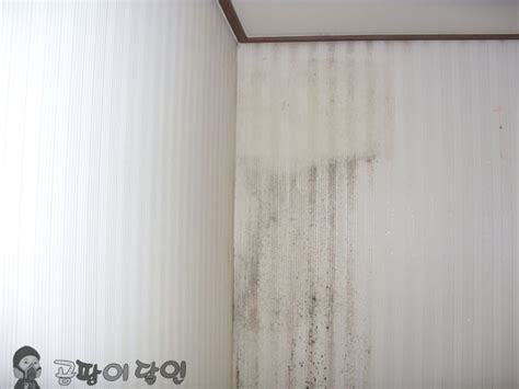 겨울철 창문주변에 곰팡이가 생기는 이유 네이버 블로그
