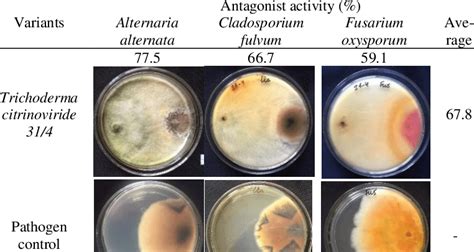 Antagonist Activity Of Trichoderma Citrinoviride 31 4 Download Scientific Diagram