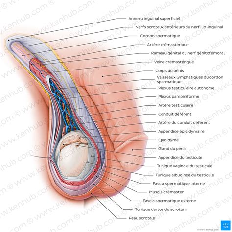 Scrotum Anatomie Vaisseaux Innervation Fonctions Kenhub