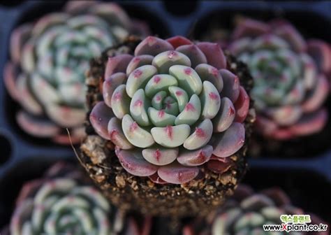 나나후크미니특 12 다육식물 다육 식물 식물 가꾸기 꽃