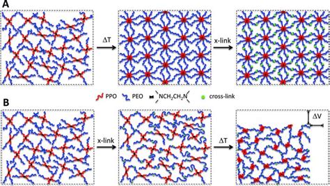 Schematic Illustration Of Chemically Cross Linked Ppo Peo Block Download Scientific Diagram