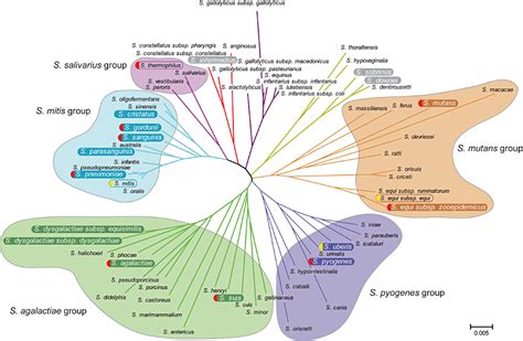 Adhesion Determinants Of The Streptococcus Species Moschioni 2010 Microbial Biotechnology