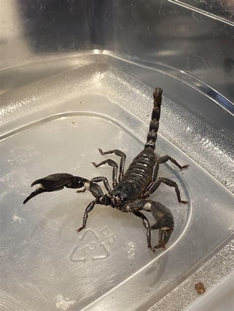 Afs Sex And Species Rscorpions