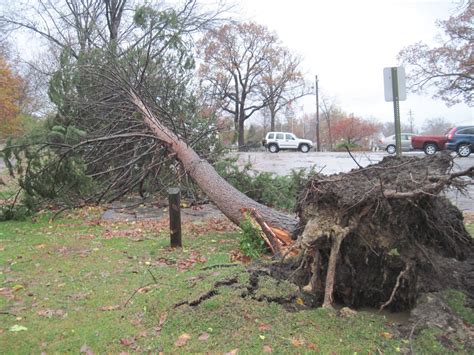 Saturated Soil Can Cause Uprooting Houston Tree Surgeons Saturated Soil Can Cause Uprooting Houston Tree Surgeons