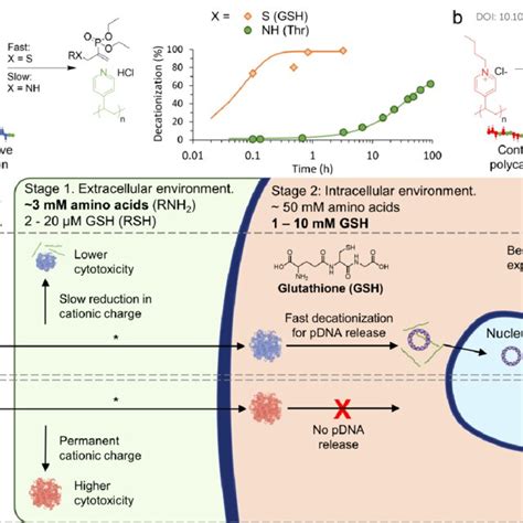 Investigations Into Role Of Nucleophile Responsive Polycationic