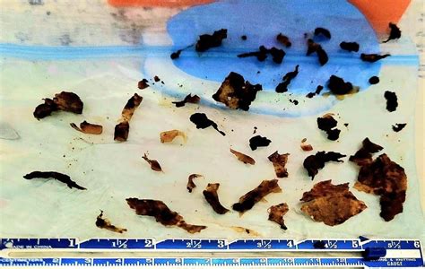 Are These Tapeworm Proglottids Segments R Diagnoseme