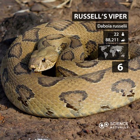 Top Ten Most Venomous Snakes Science Actually