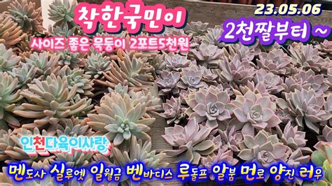 인천다육이사랑12천짤부터대박 사이즈가 좋아요 바위솔먼로파랑새홍용월발디아마빌레짚시일월금벤바디스홍화장석연화